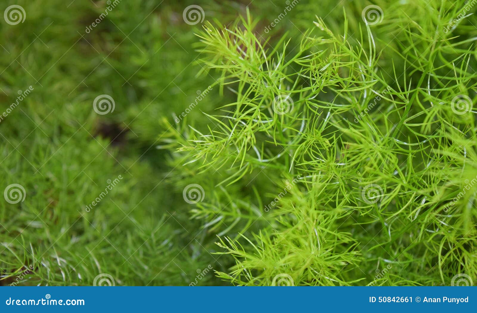 A Asparagus Racemosus Willd Or Shatavari Plant Family Asparagaceae ...
