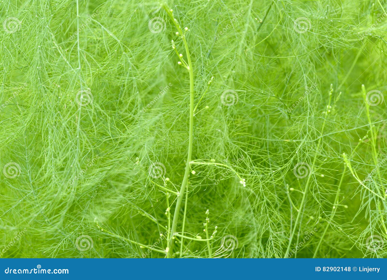 Asparagus Racemosus Willd Flower Stock Photo - Image of growth ...