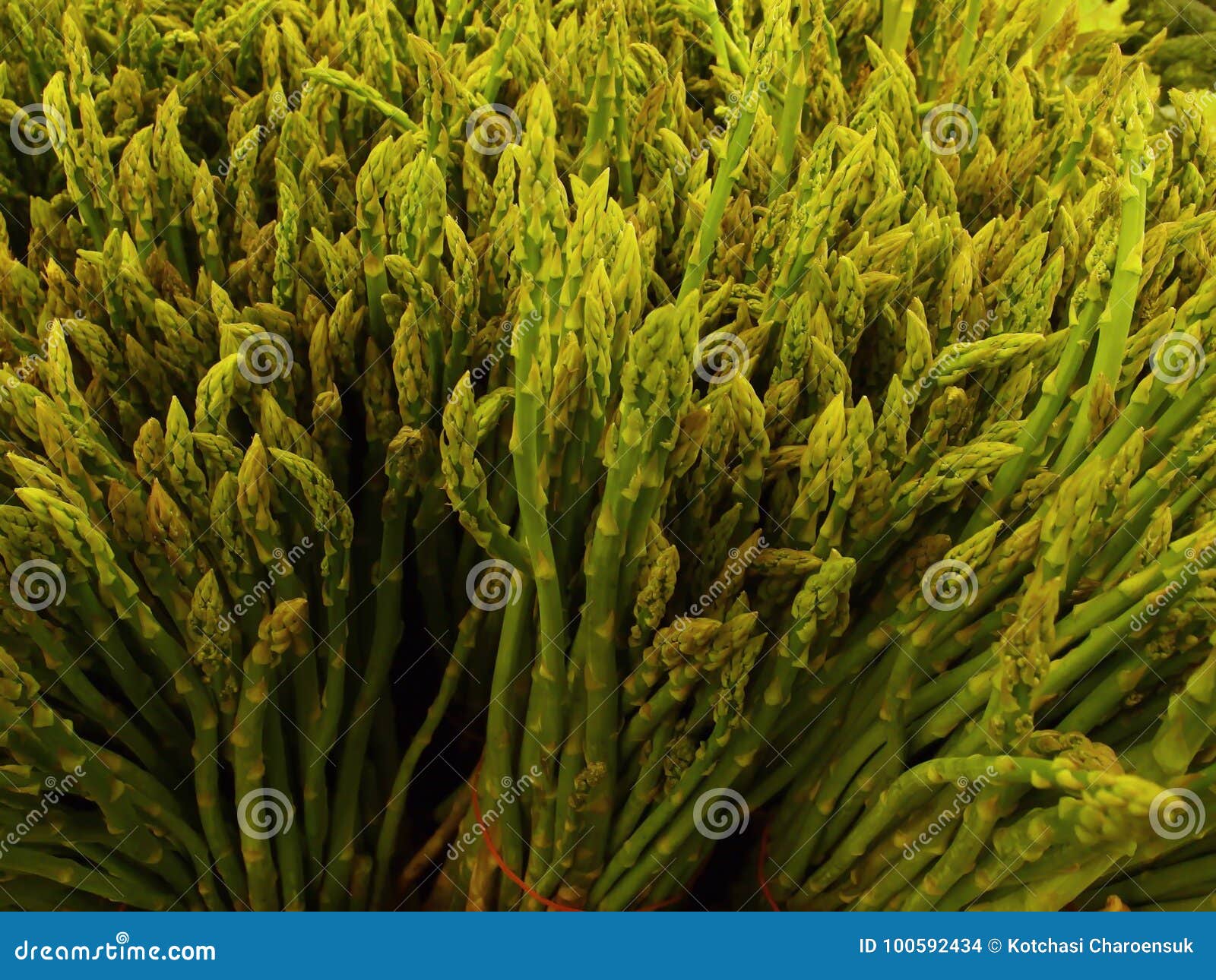 Asparagus stock photo. Image of scientific, nature, eating - 100592434