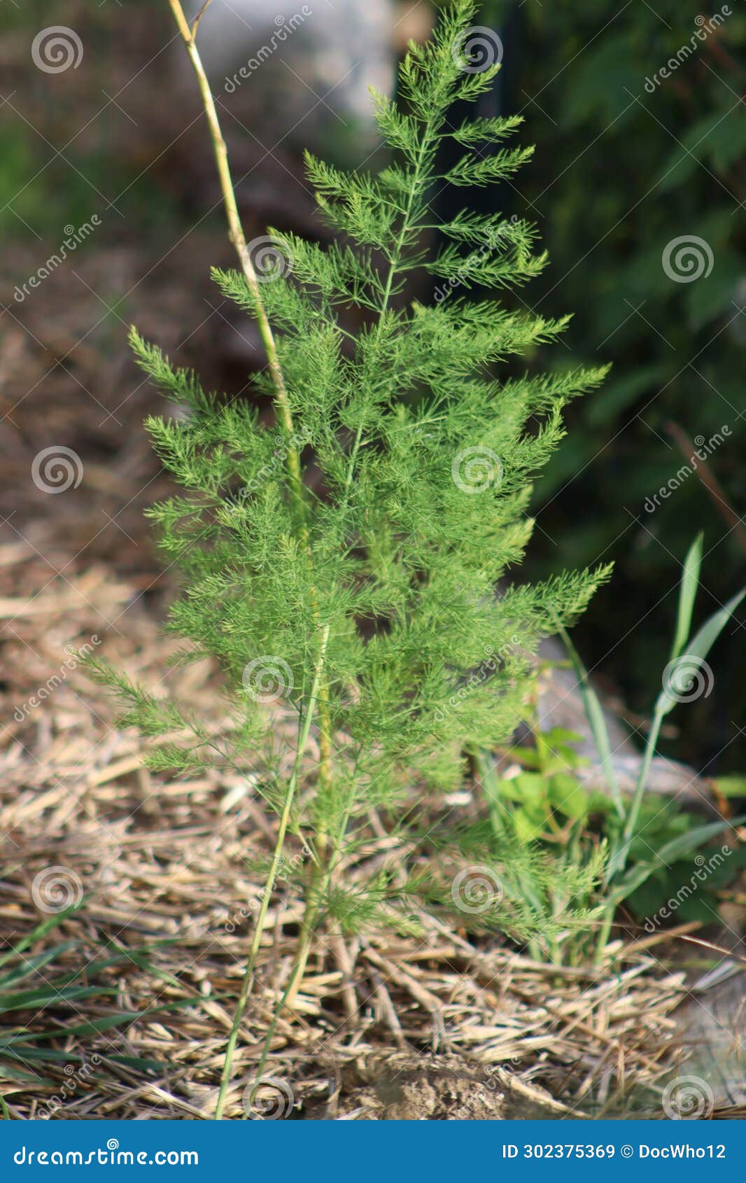 An Asparagus Seedling Grows in a Patch of Straw Stock Image - Image of ...
