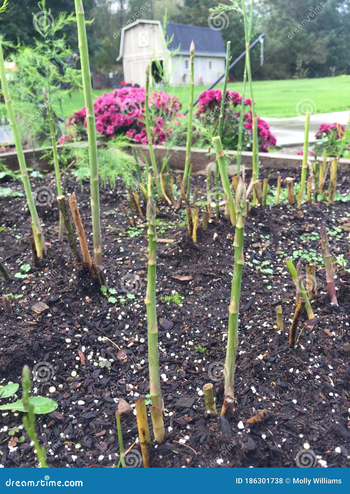 Asparagus starts stock photo. Image of raised, grown - 186301738