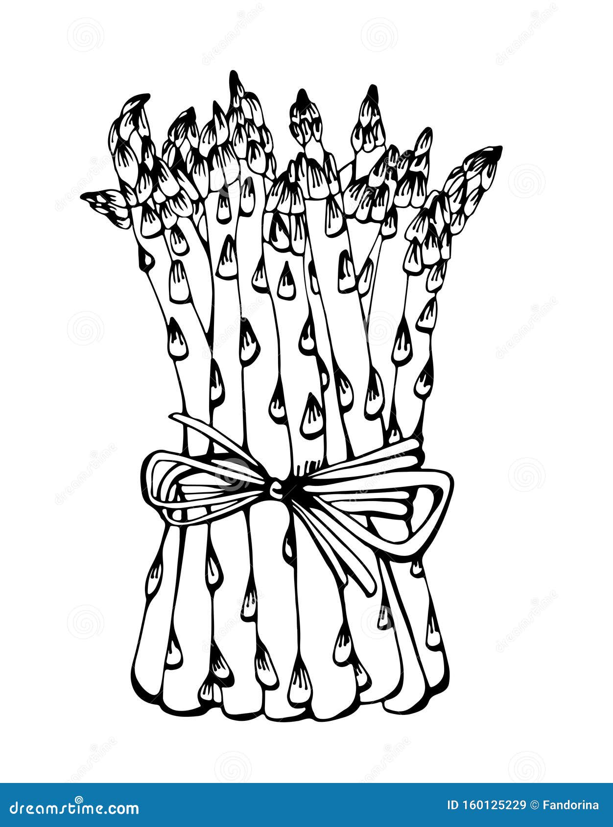 Asparagus vector drawing stock vector. Illustration of doodle - 160125229