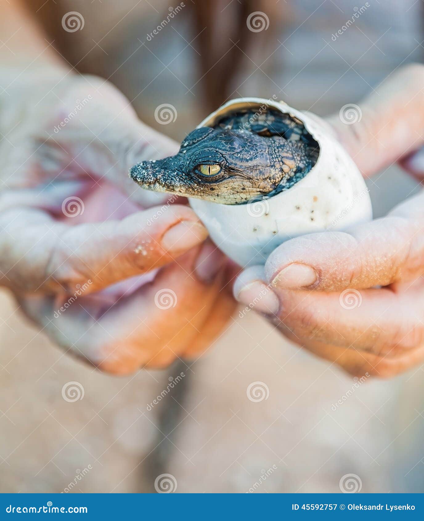 Aspecto del cocodrilo imagen de archivo. Imagen de fauna - 45592757