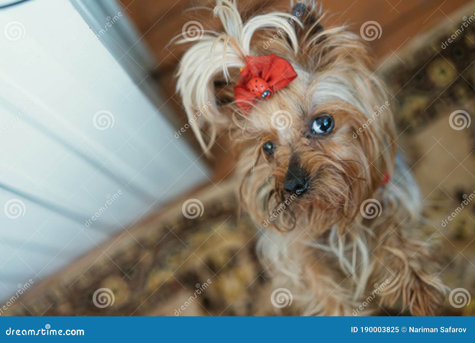 Aspecto Inteligente De Un Perro Curioso Imagen de archivo - Imagen de ...