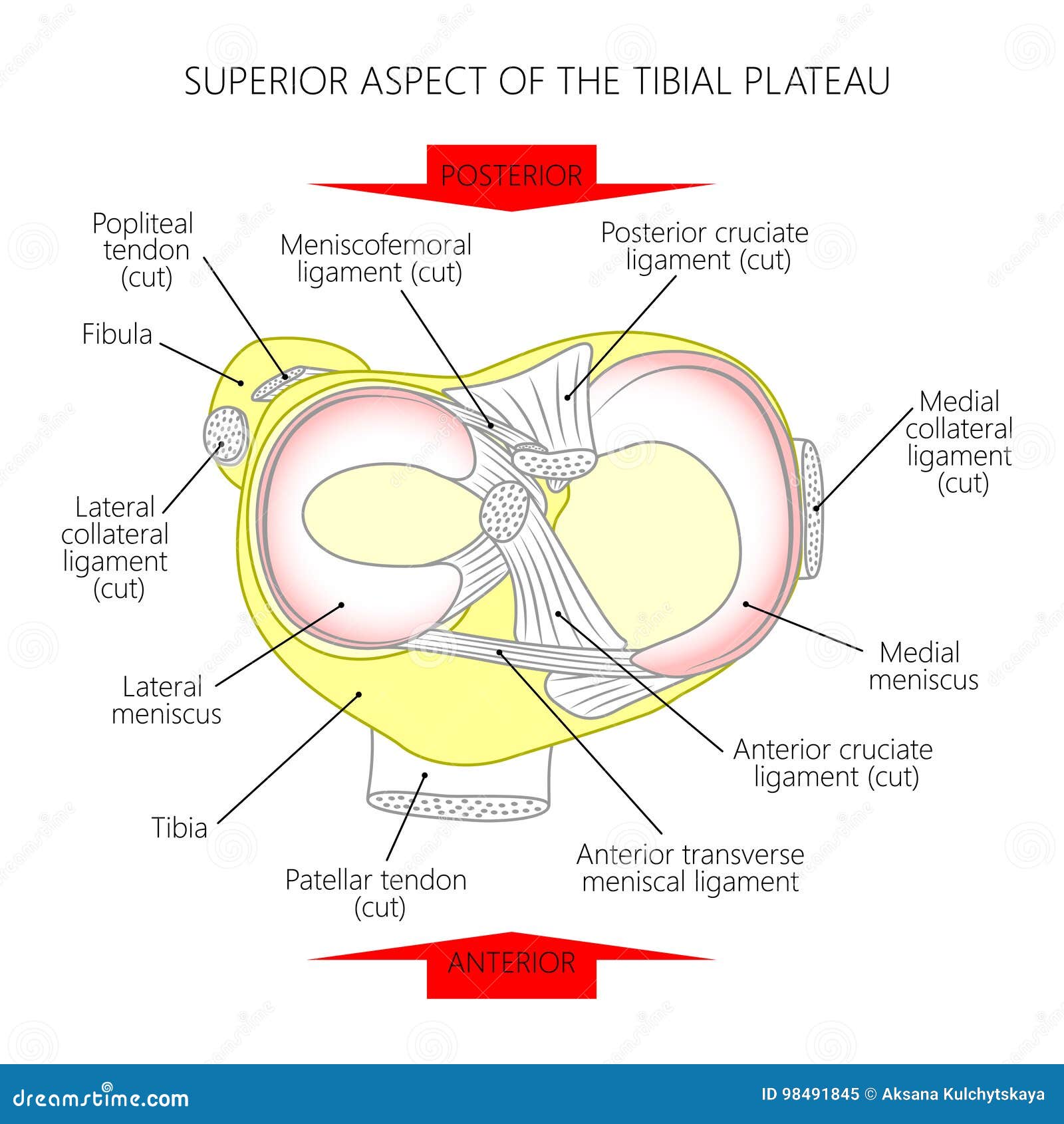 Aspecto Superior De La Meseta Tibial Ilustración del Vector ...