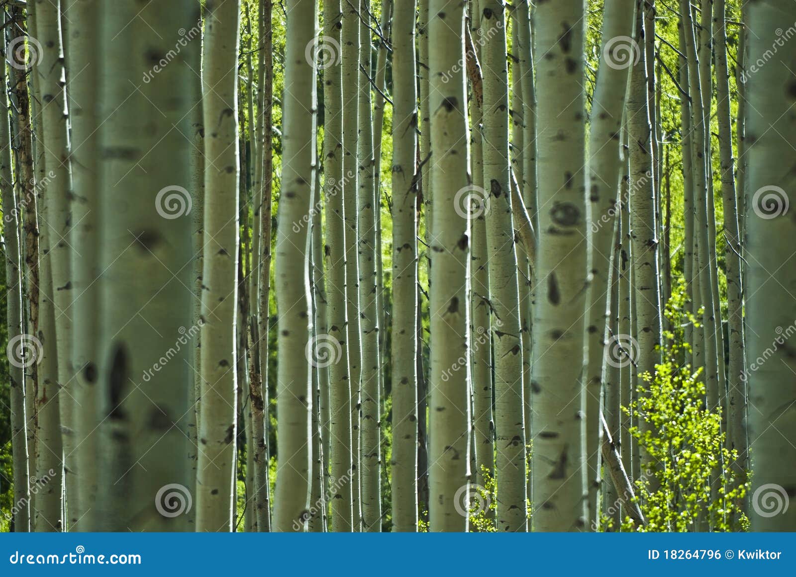 4,121 Aspen Tree Pattern Stock Photos - Free & Royalty-Free Stock ...