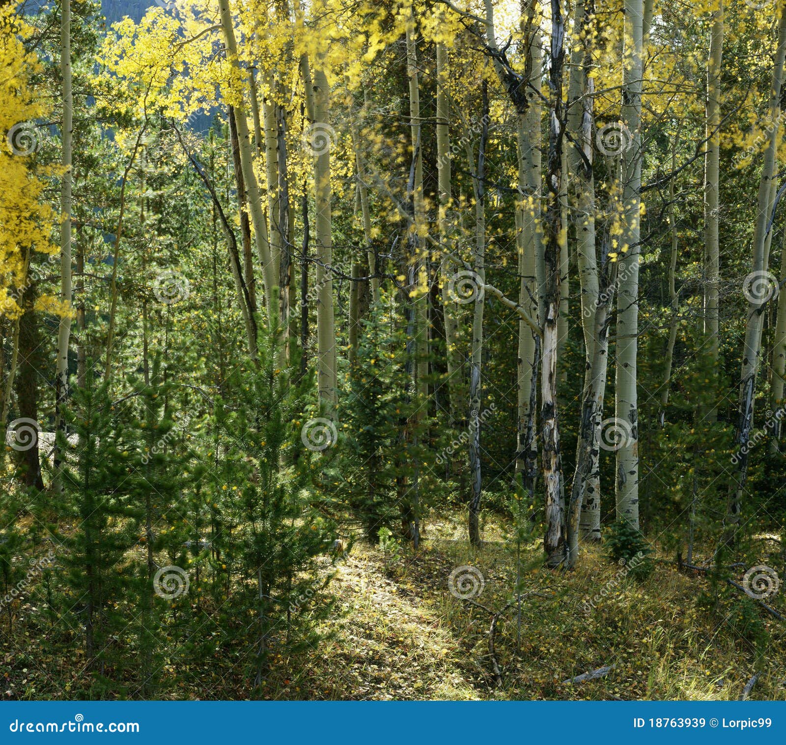 Aspen stock image. Image of nature, leaves, forest, colors - 18763939