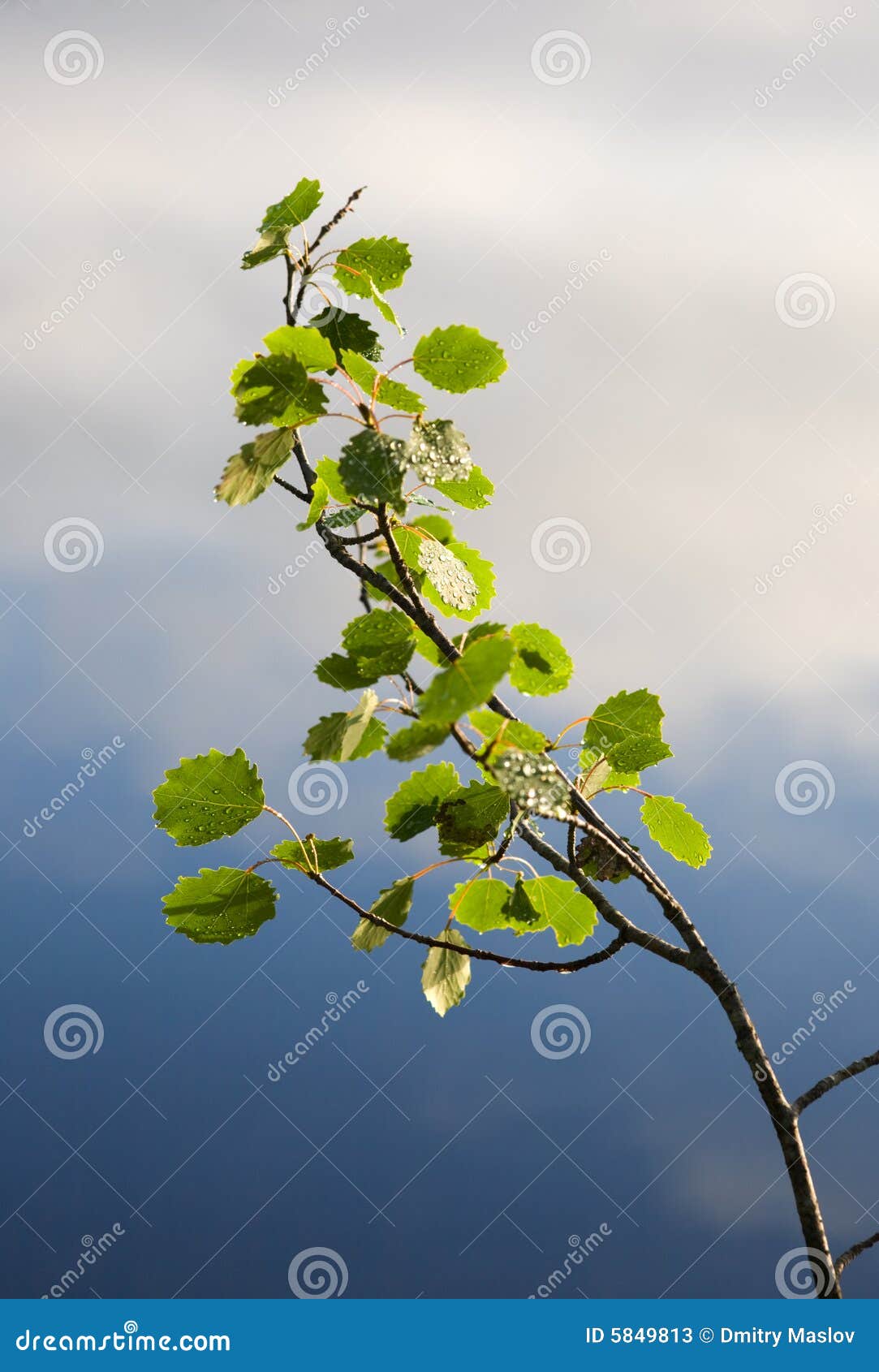 Aspen stock image. Image of summer, outdoors, single, aspen - 5849813