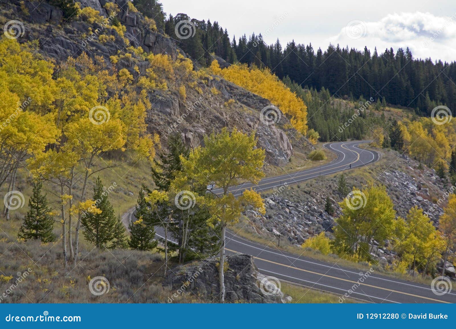 Aspen Along Beartooth Highway Stock Photo - Image of alpine, aspen ...