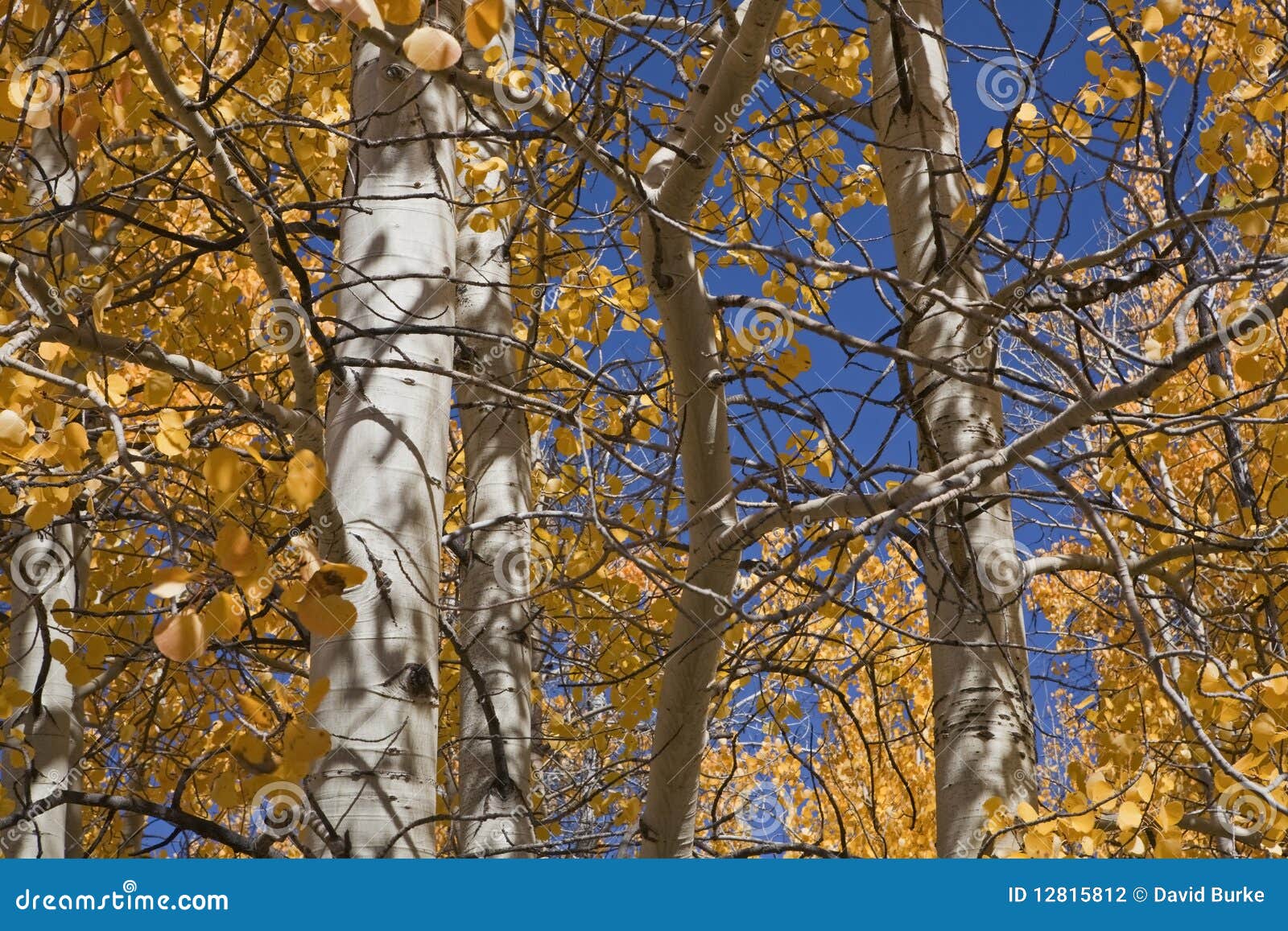 Aspen in Autumn colors stock photo. Image of woods, mountain - 12815812