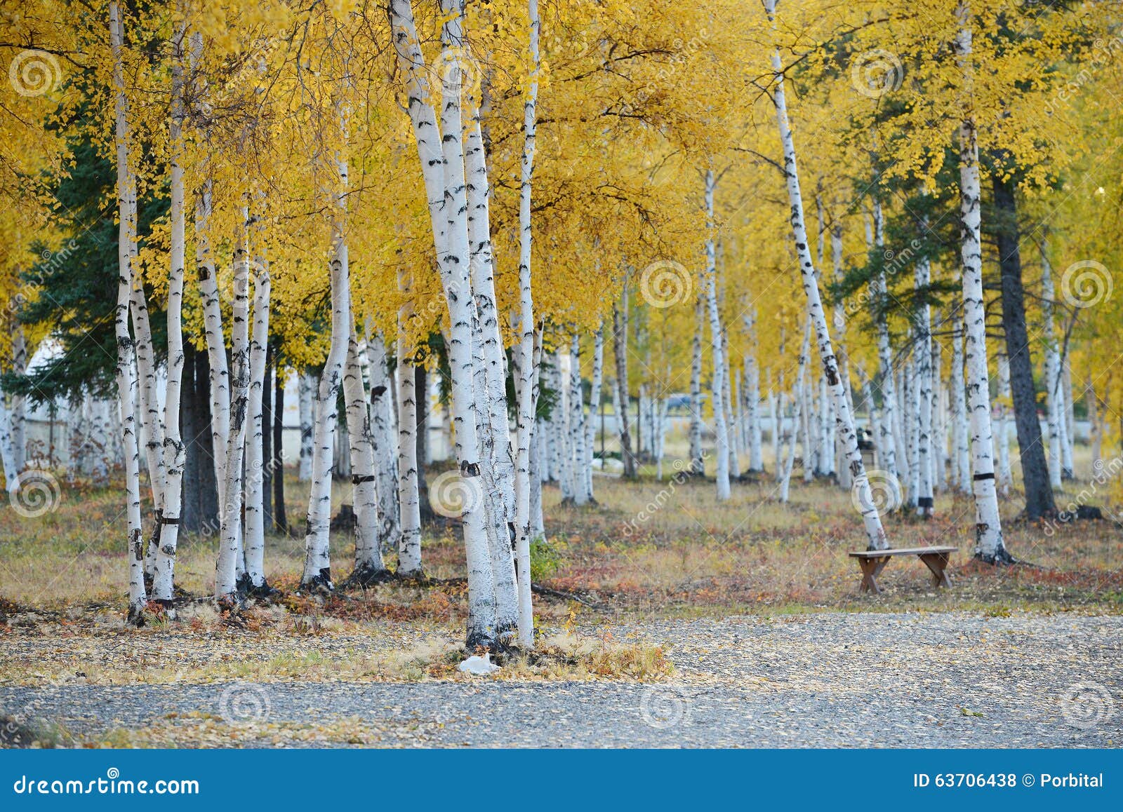Aspen autumn stock photo. Image of gold, woods, park - 63706438
