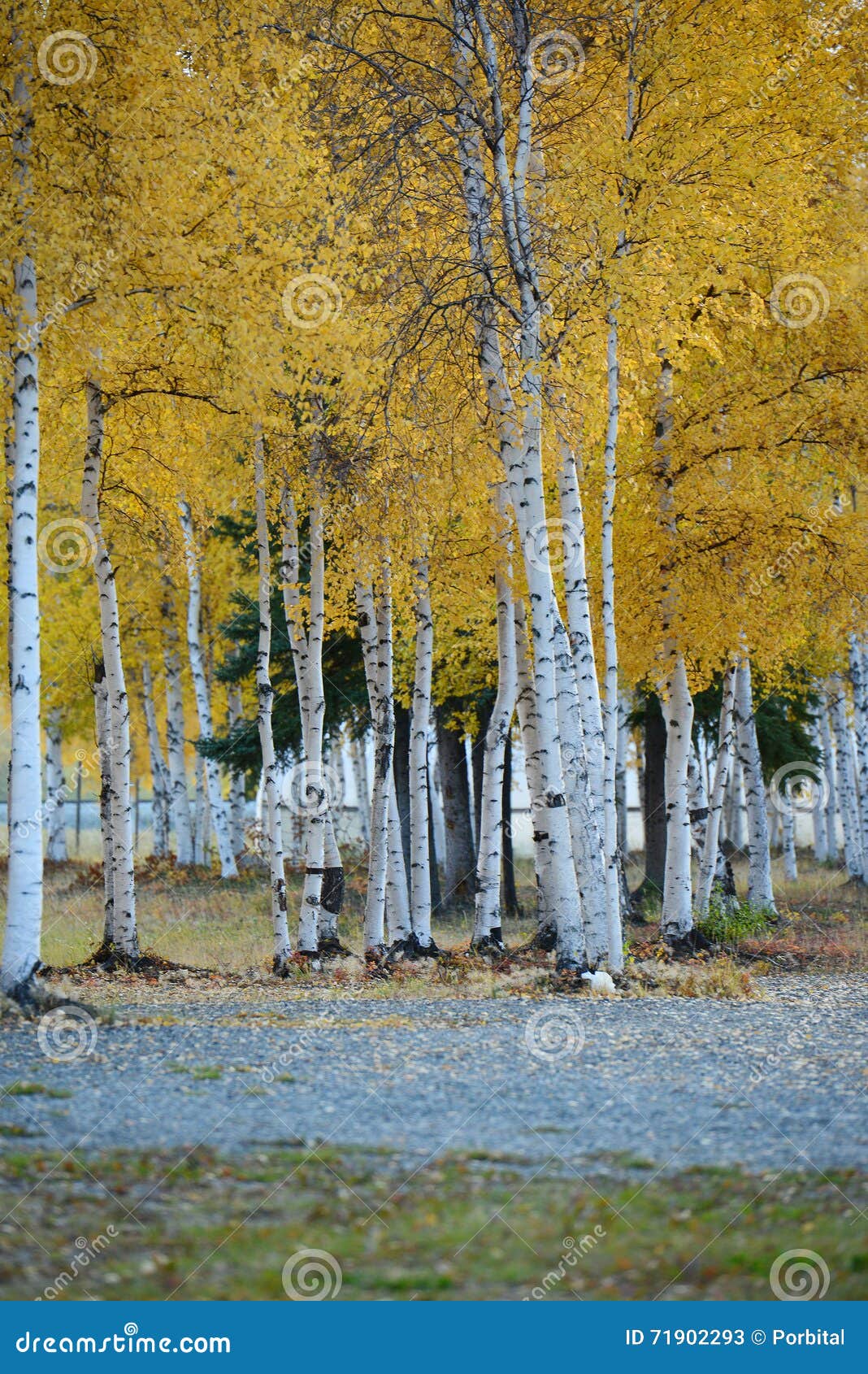 Aspen autumn stock image. Image of woods, nature, aspen - 71902293