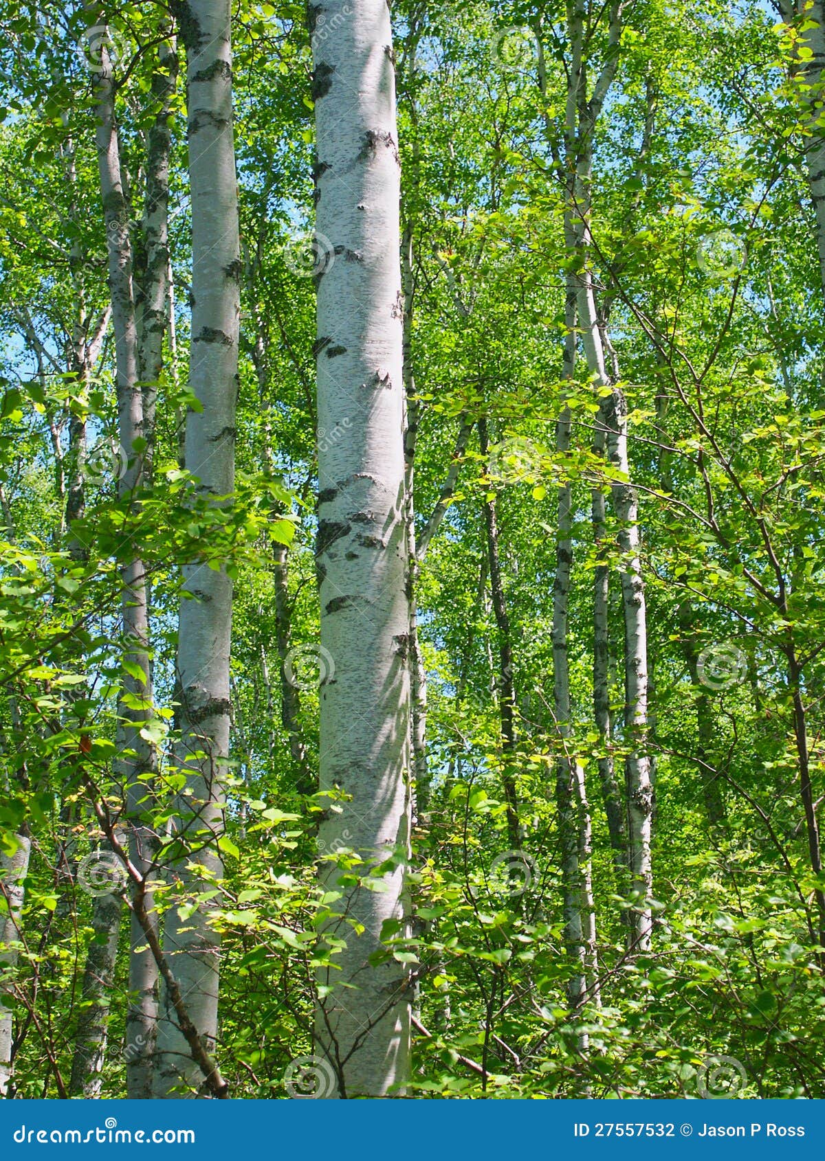 Aspen Background stock photo. Image of national, trunk - 27557532