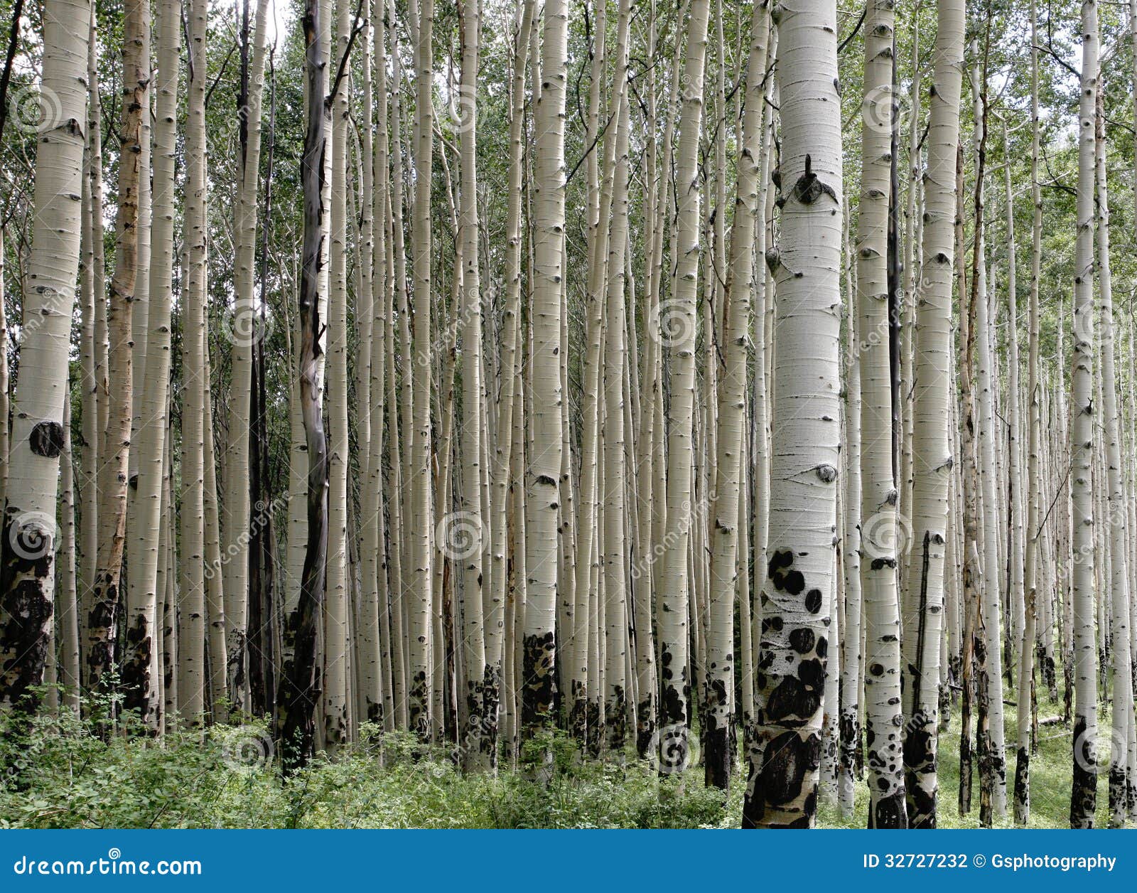Aspen background stock photo. Image of woodland, back - 32727232