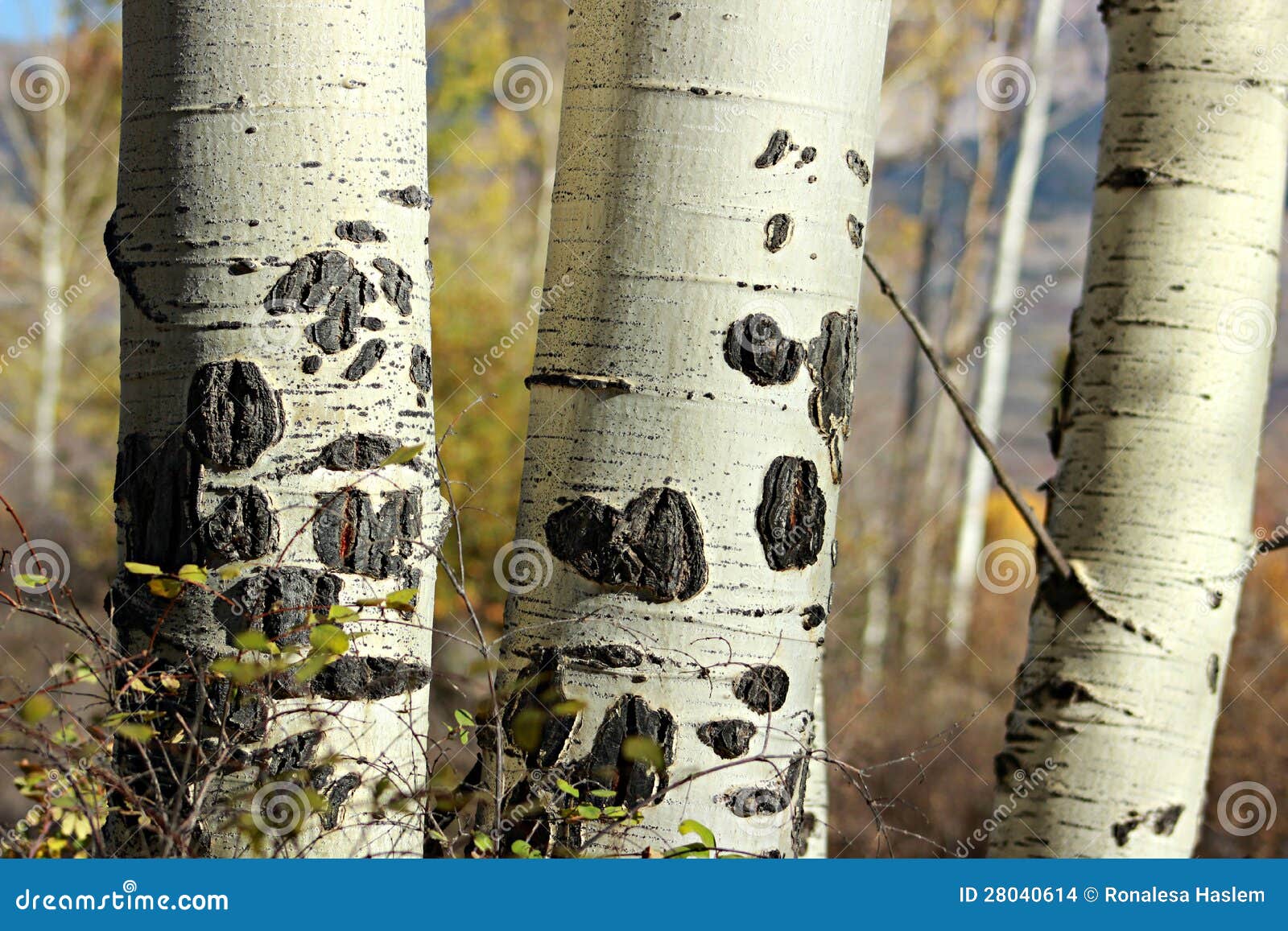 Aspen Bark stock photo. Image of scuff, trunk, trees - 28040614