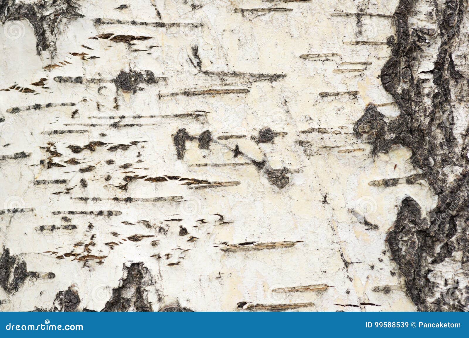 Aspen Bark Background stock image. Image of scarred, bark - 99588539