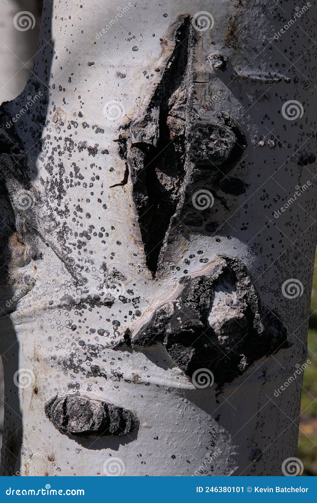 Aspen Bark Closeup stock image. Image of knot, forest - 246380101