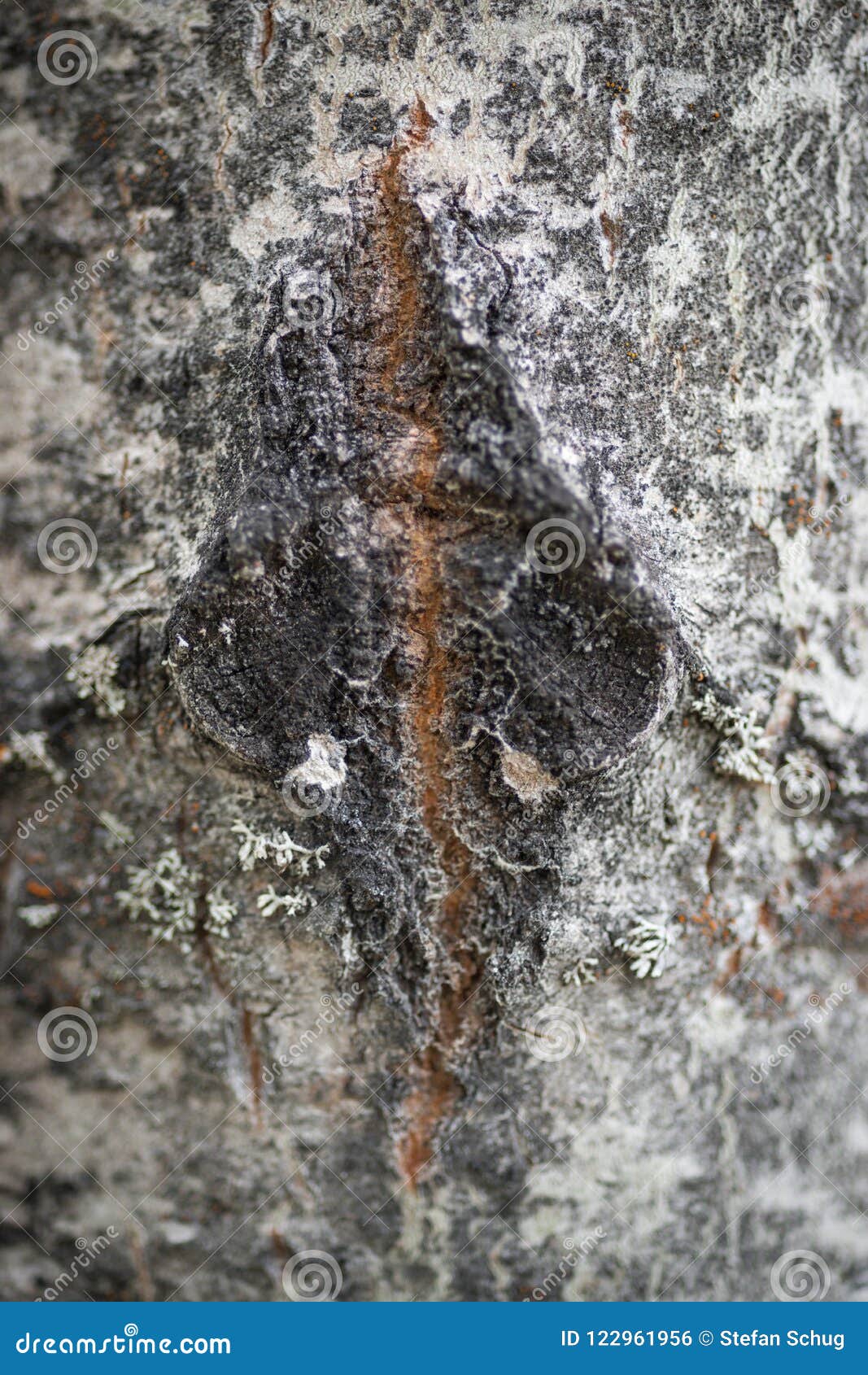 Aspen Bark Scar stock photo. Image of ripped, crack - 122961956