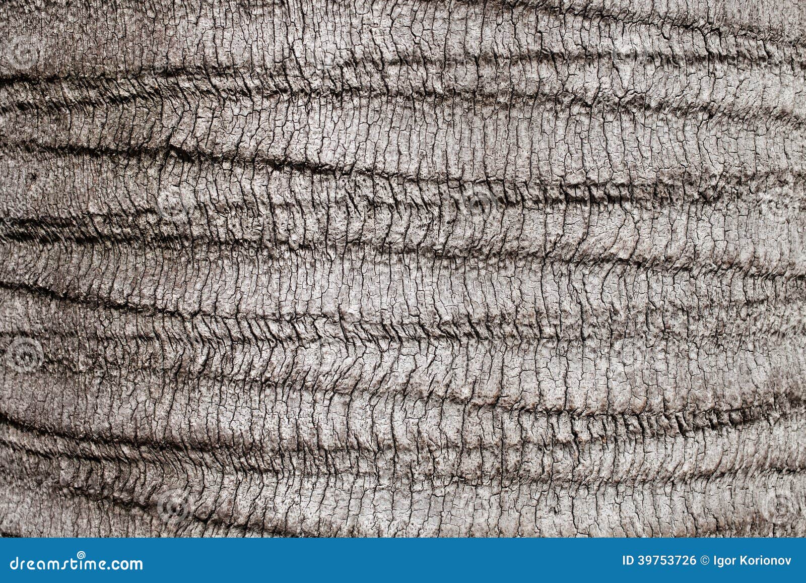 Aspen bark texture stock photo. Image of striped, material - 39753726