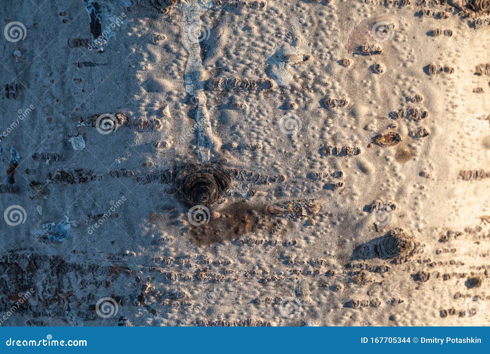 Aspen bark texture stock photo. Image of abstract, design - 167705344