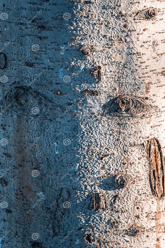 Aspen bark texture stock photo. Image of aspen, design - 197193410