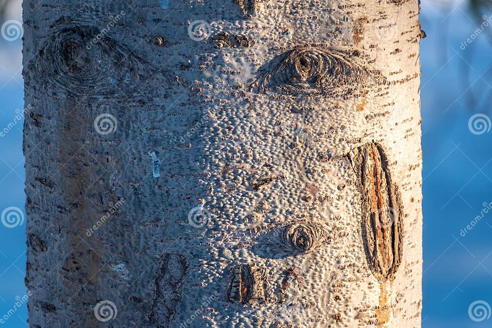Aspen bark texture stock image. Image of abstract, environment - 197419087