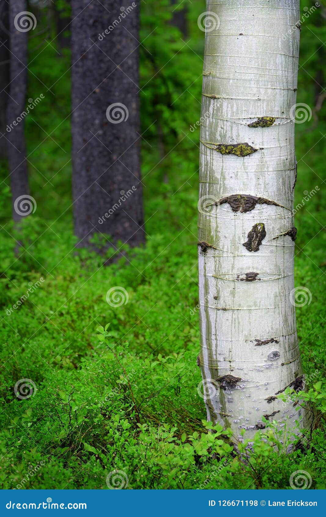 Aspen Birch Tree in Forest stock photo. Image of illuminated - 126671198