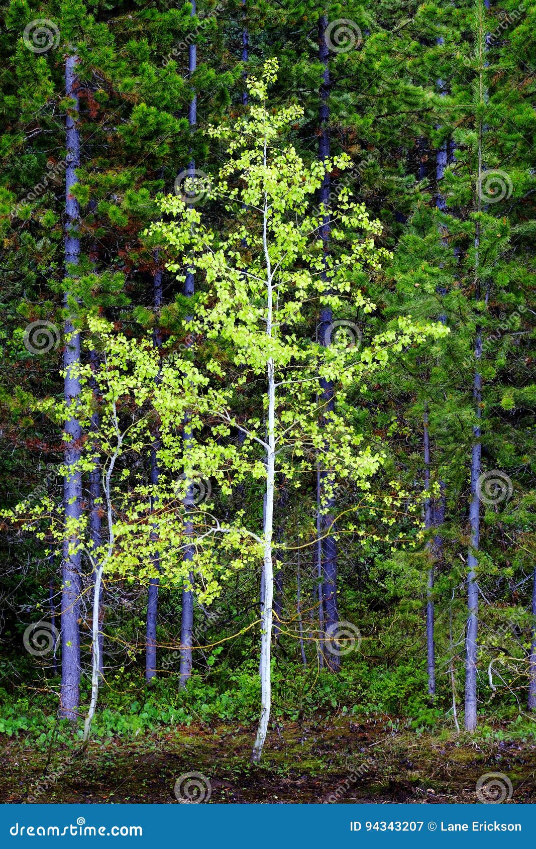 Aspen Birch Tree in Forest stock image. Image of coarse - 94343207
