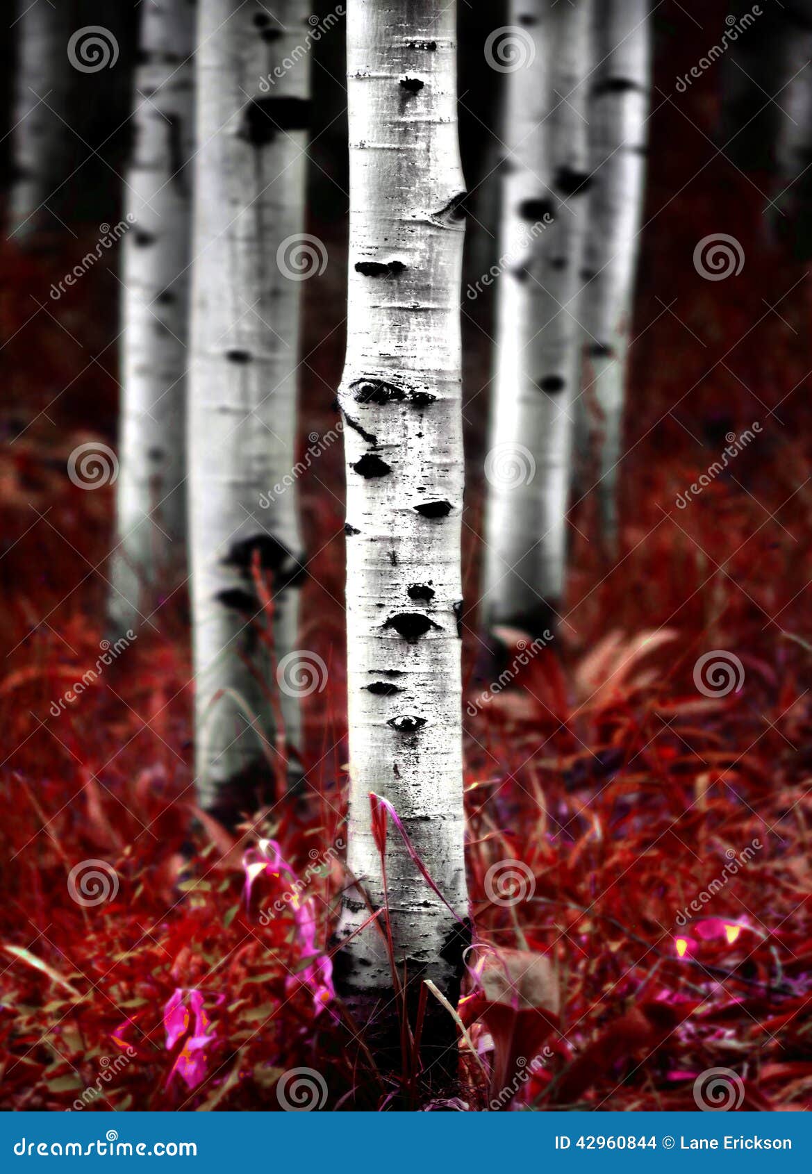 Aspen Birch Trees in Fall Autumn Stock Photo - Image of decorative ...