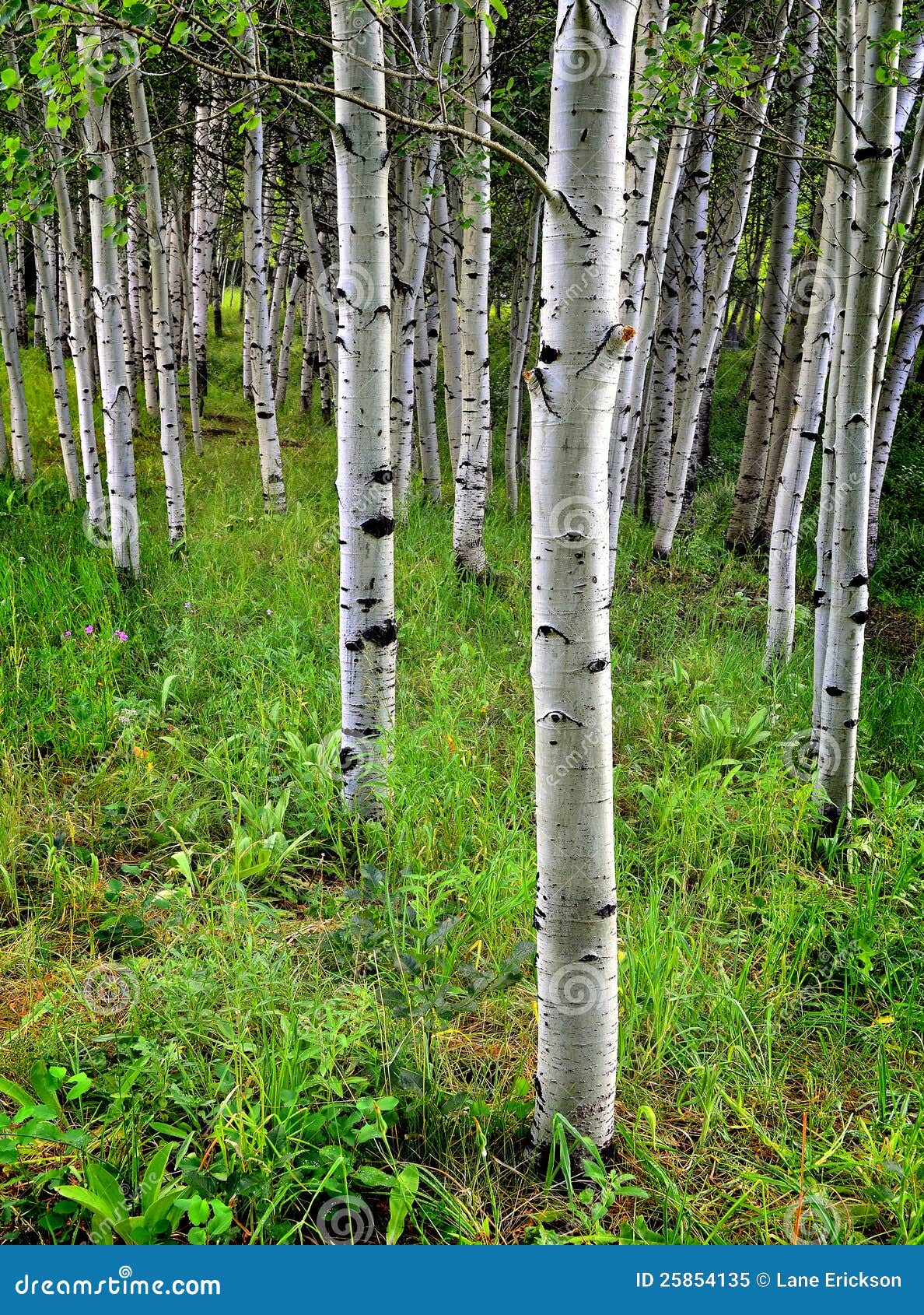 Aspen Birch Trees in Summer Stock Image - Image of yellow, white: 25854135