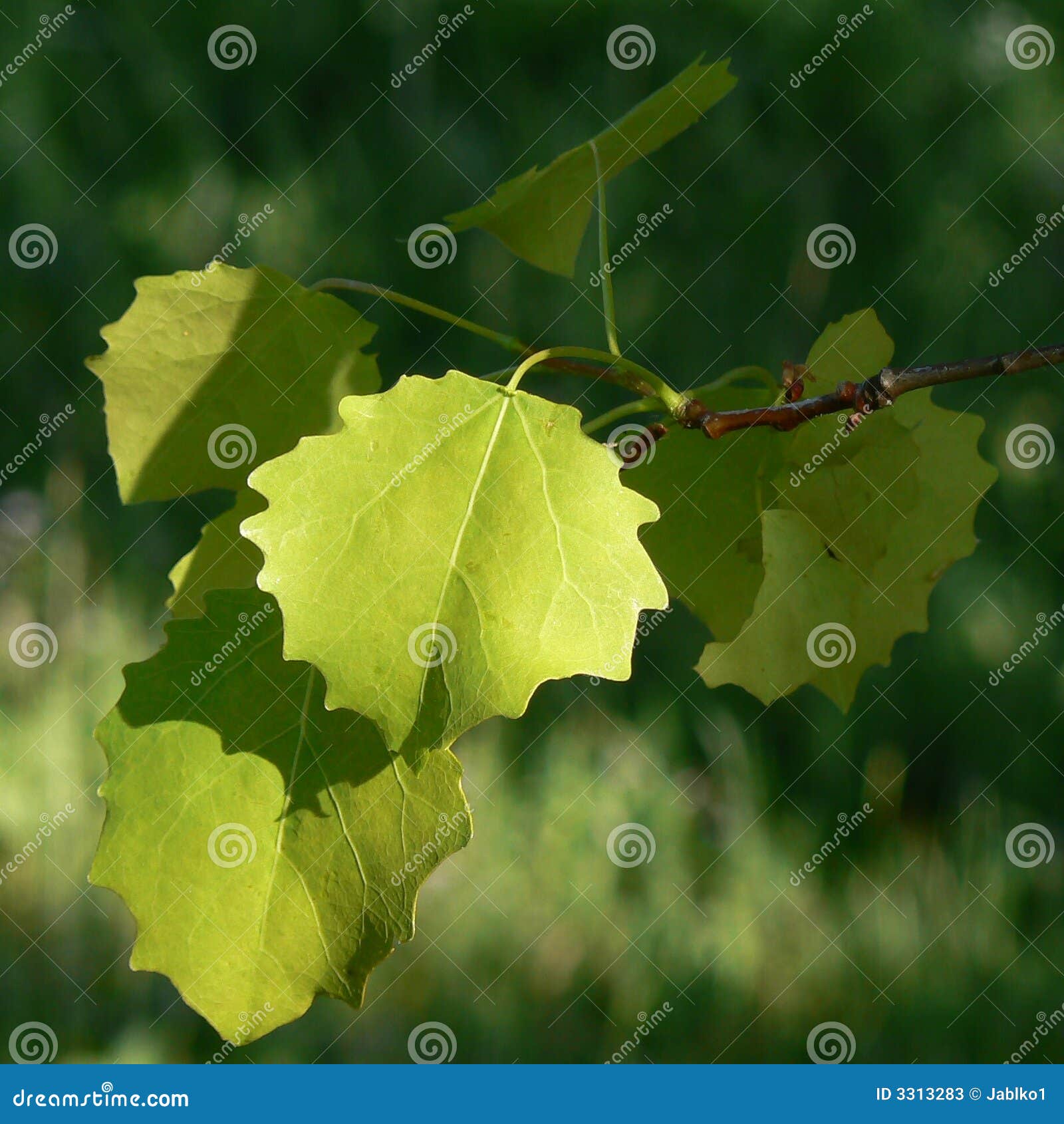 Aspen branch stock image. Image of botany, nature, fresh - 3313283