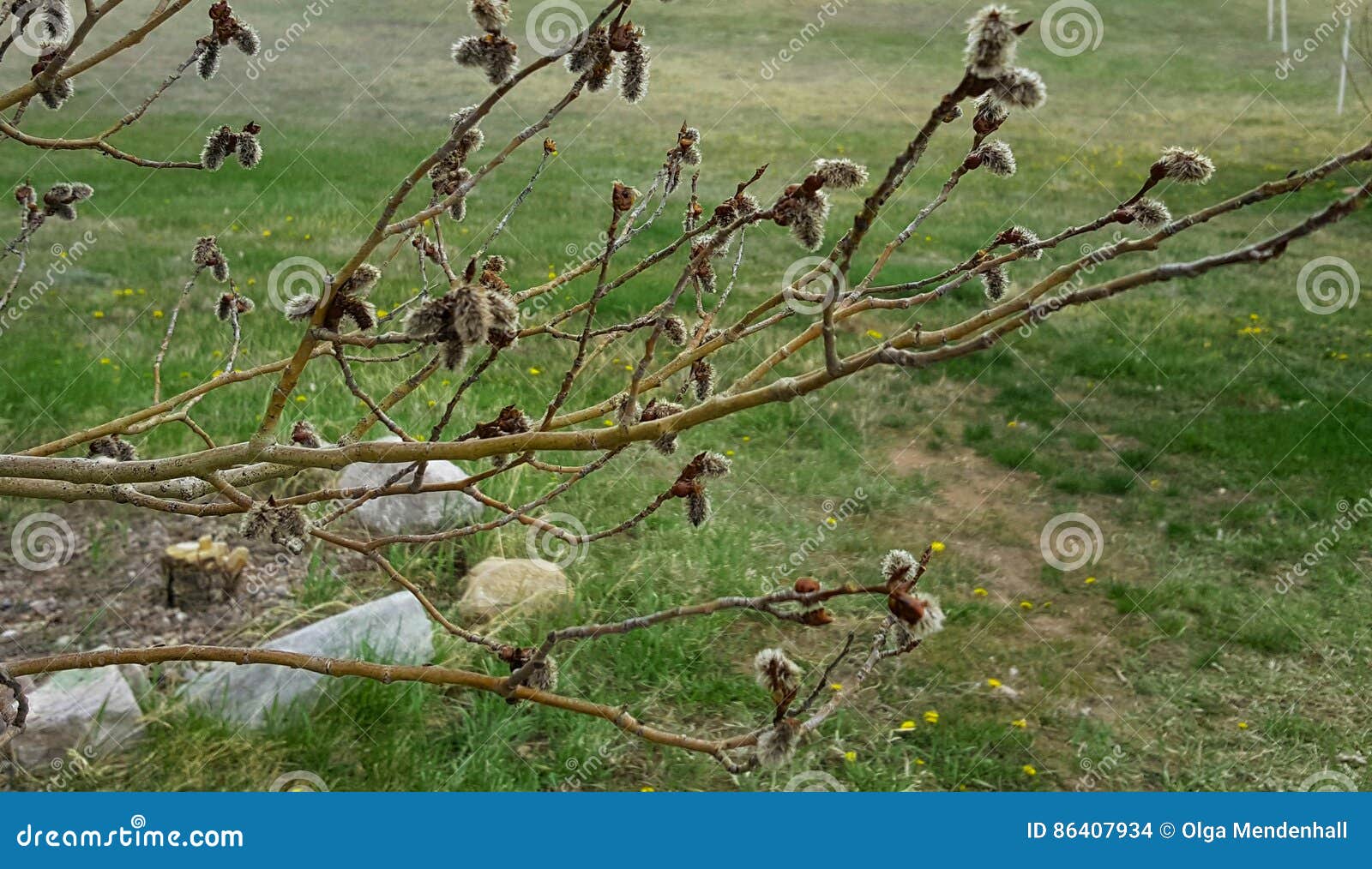 Aspen branches in spring stock photo. Image of branches - 86407934