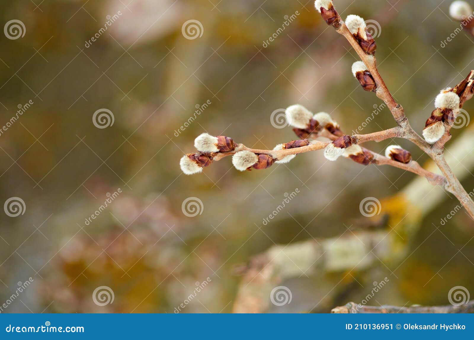 Aspen buds on the branch stock image. Image of single - 210136951