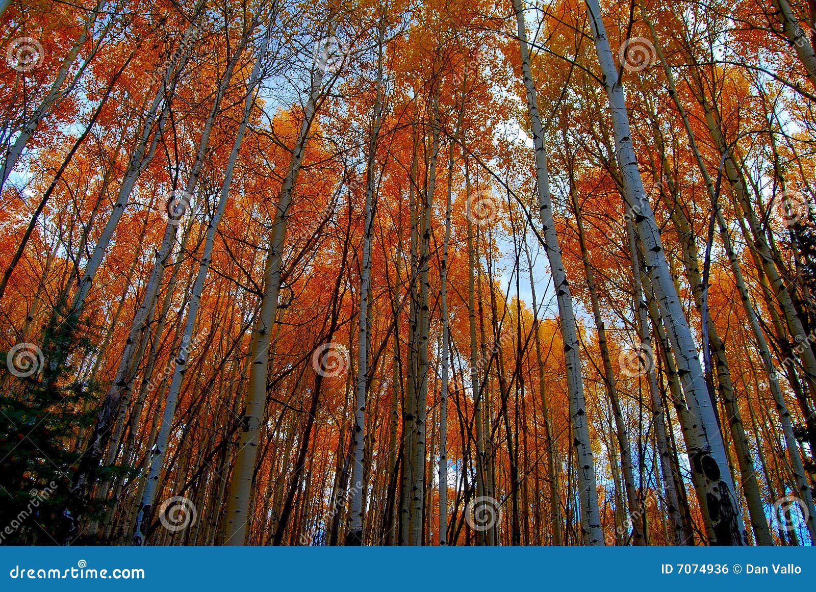 Aspen Canopy stock photo. Image of trees, orange, aspens - 7074936