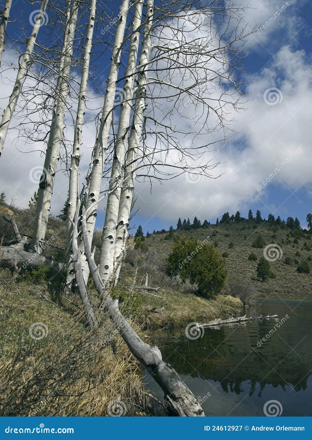 Aspen Clump stock image. Image of mountains, nature, outdoor - 24612927