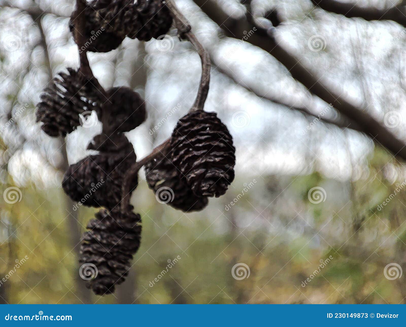 Aspen Cones Close Up in Macro Magnification Stock Image - Image of leaf ...