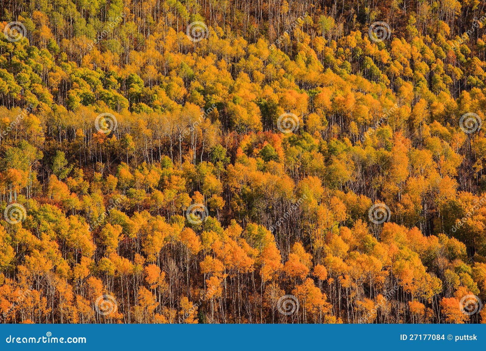 Aspen Forest stock photo. Image of fall, landscape, mountain - 27177084