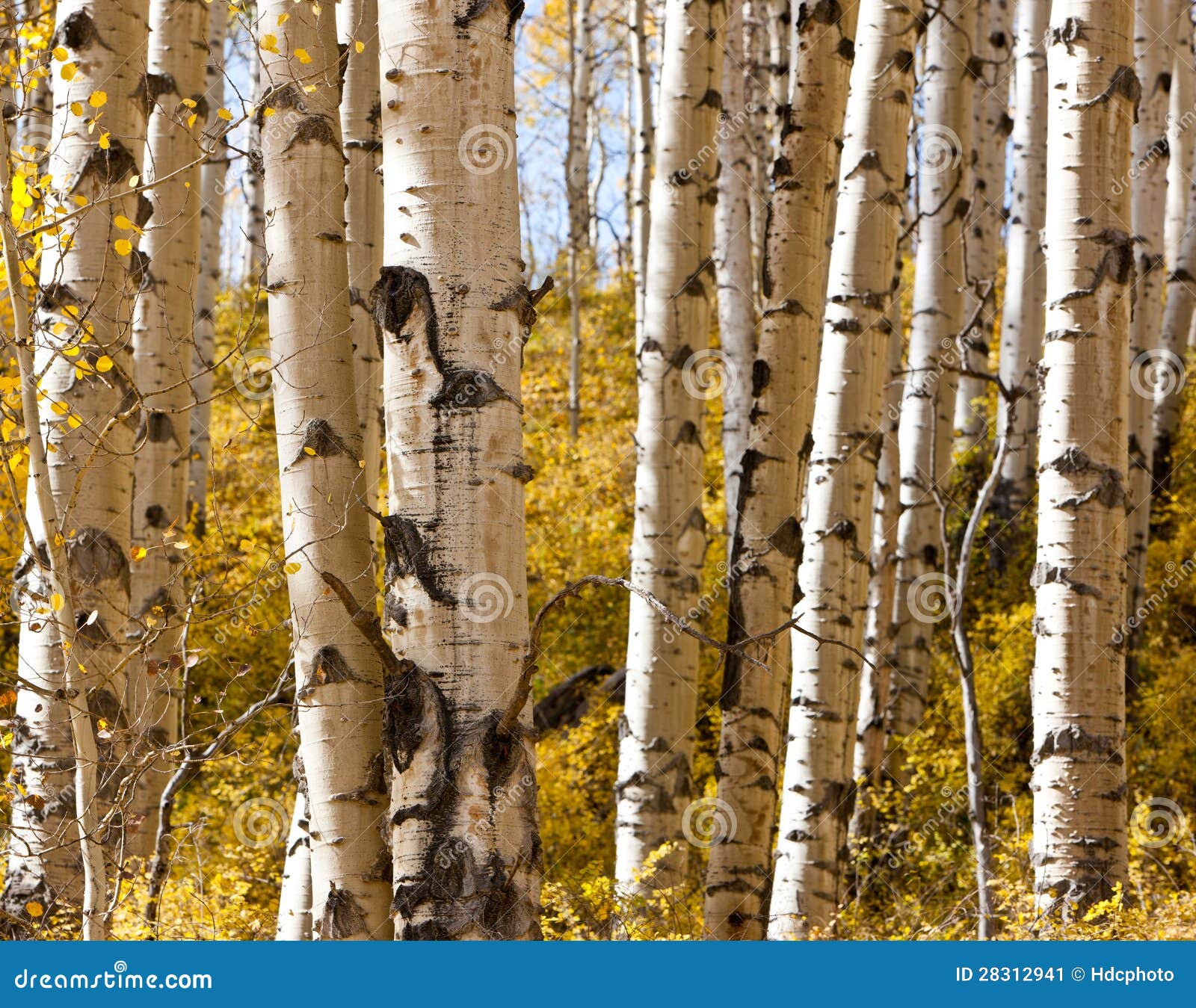 Aspen Forest stock image. Image of trunk, tree, leaves - 28312941