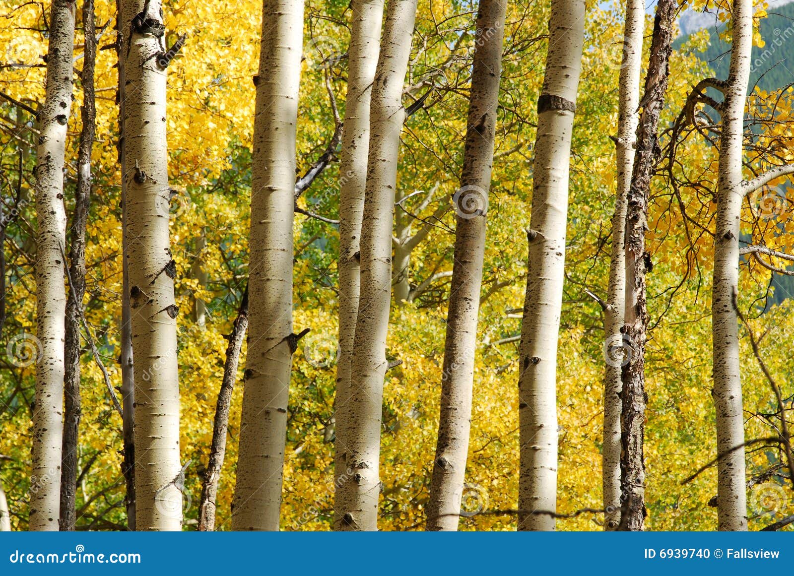 Aspen forest stock photo. Image of leaf, beautiful, seasonal - 6939740