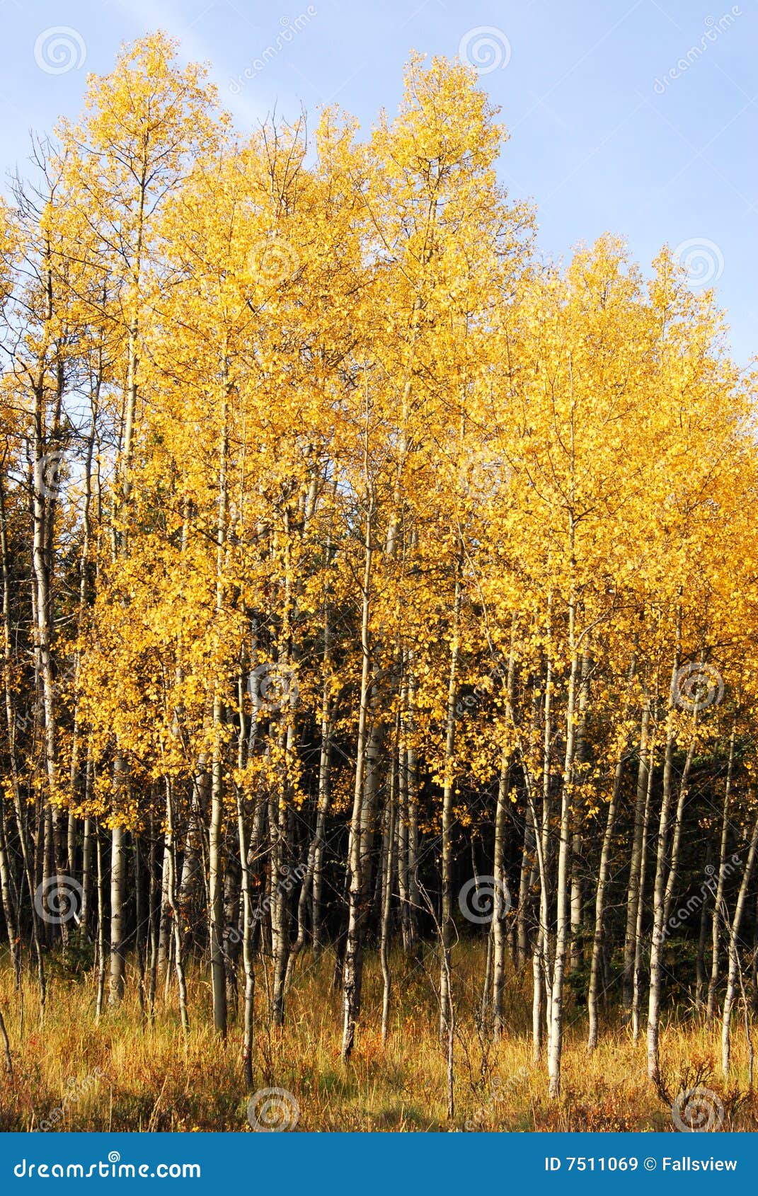 Aspen forest stock image. Image of autumnal, colorful - 7511069