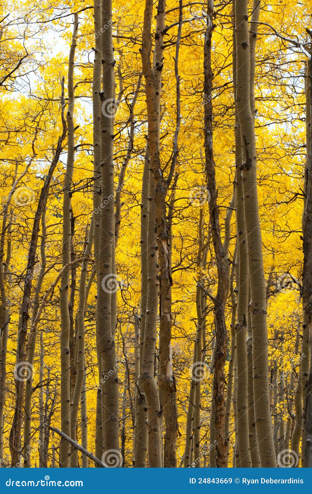 Aspen Forest in Fall stock image. Image of outdoor, canopy - 24843669