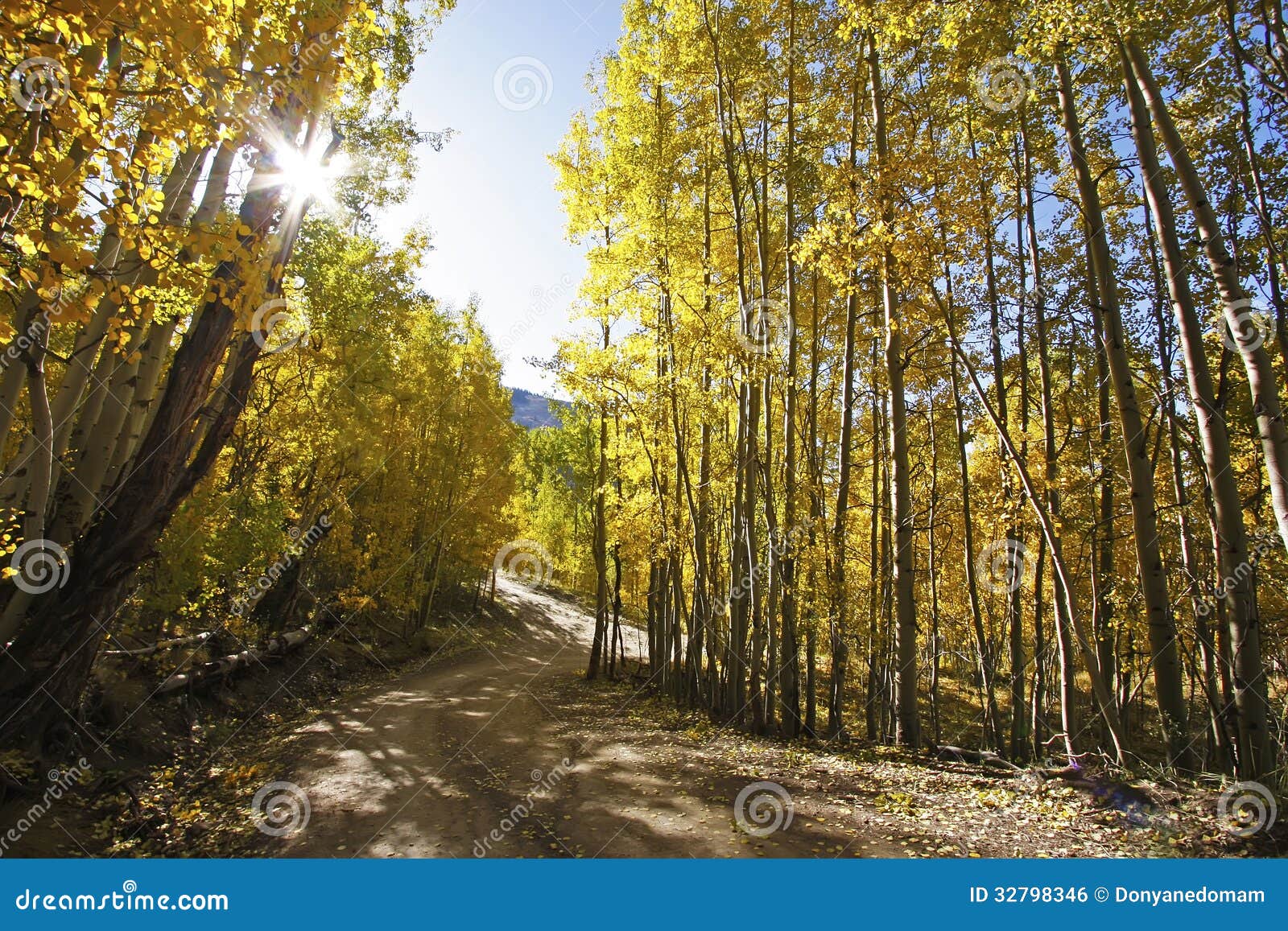 Aspen Forest in a Fall, Colorado Stock Photo - Image of juan, american ...