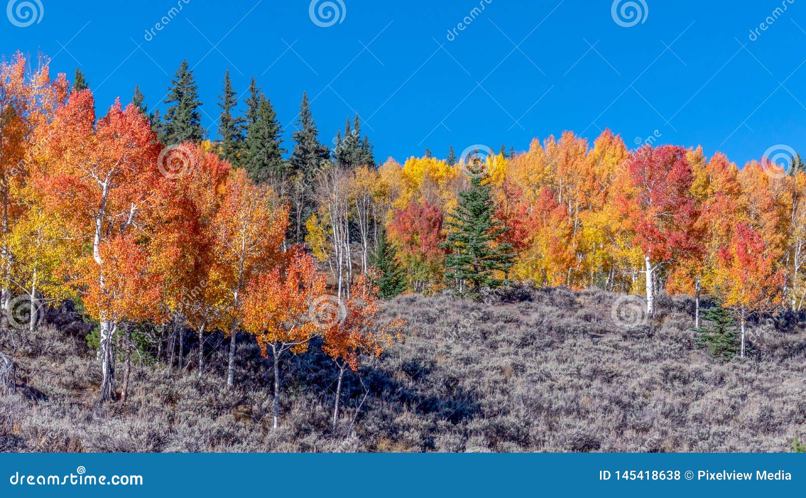 Aspen Forest Hillside stock photo. Image of beautiful - 145418638
