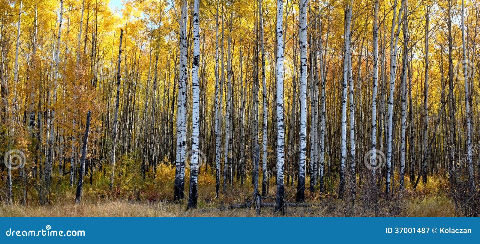 Aspen forest stock image. Image of autumn, aspen, panorama - 37001487