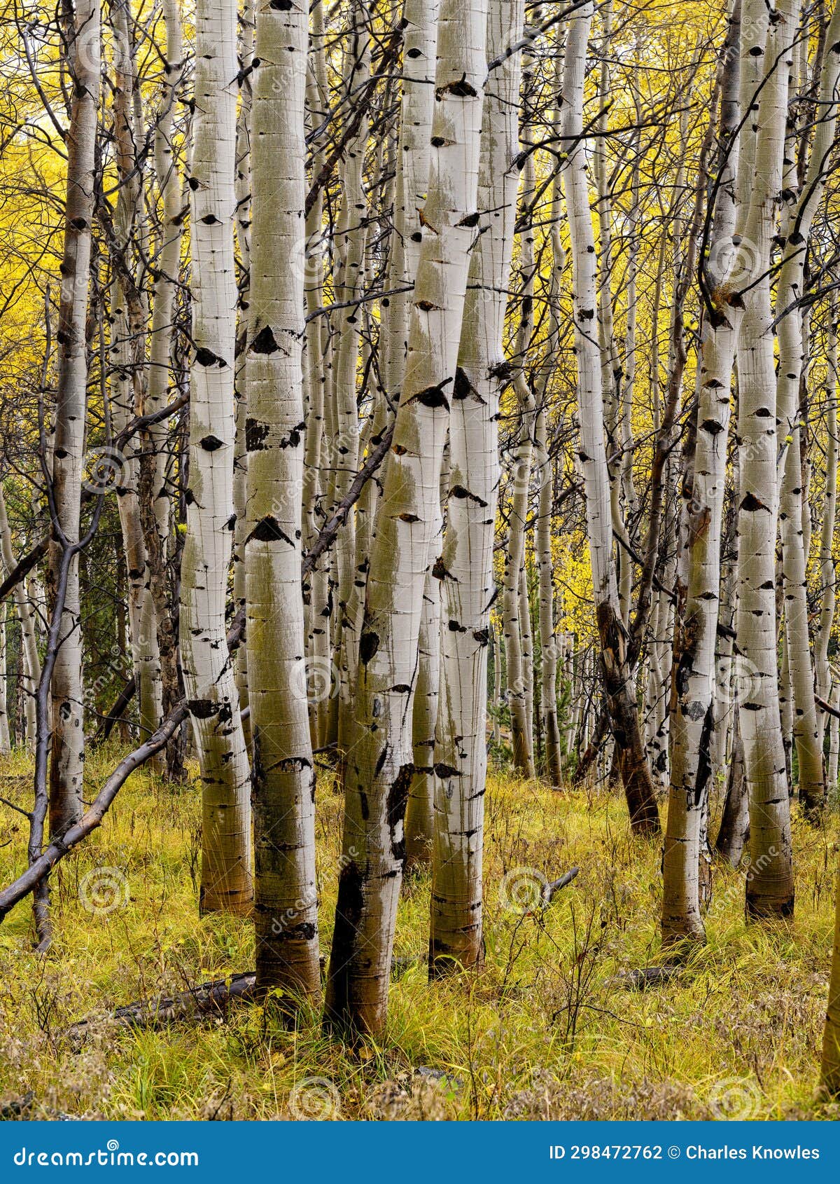 Aspen Forest in the Rain with a Conifer Backdrop Stock Photo - Image of ...