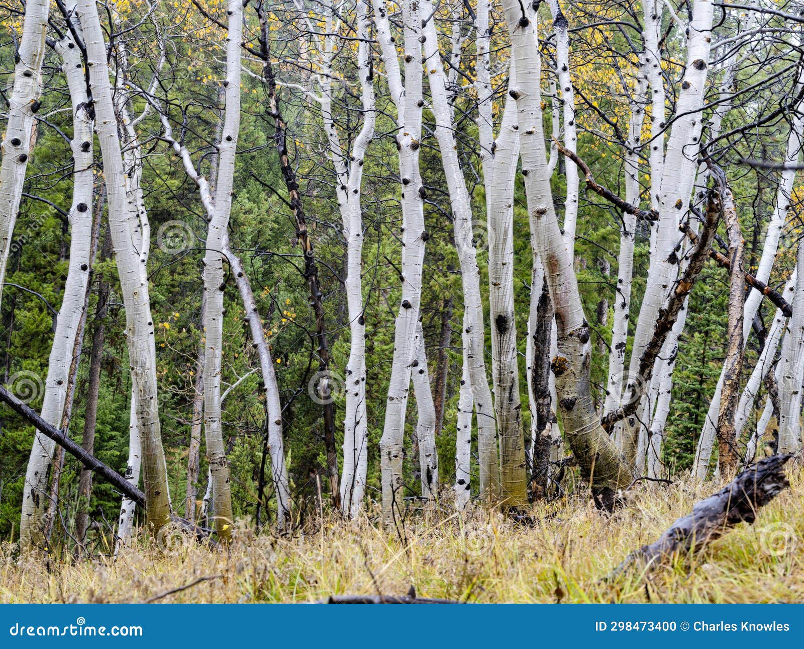 Aspen Forest in the Rain with a Conifer Backdrop Stock Photo - Image of ...