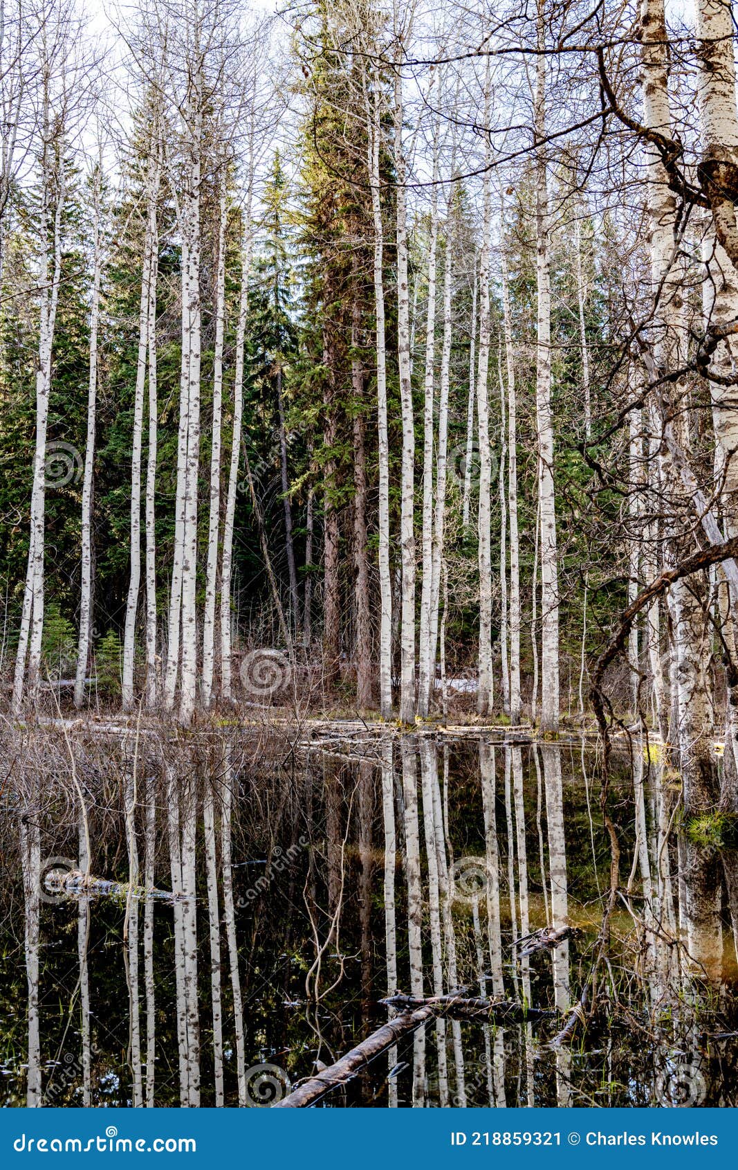 Aspen Forest Reflection in a Pond Stock Image - Image of ponderosa ...