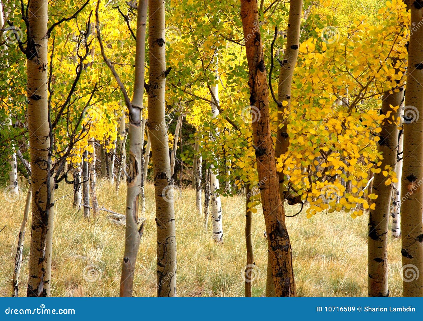 Aspen Grove stock image. Image of grove, fall, brown - 10716589