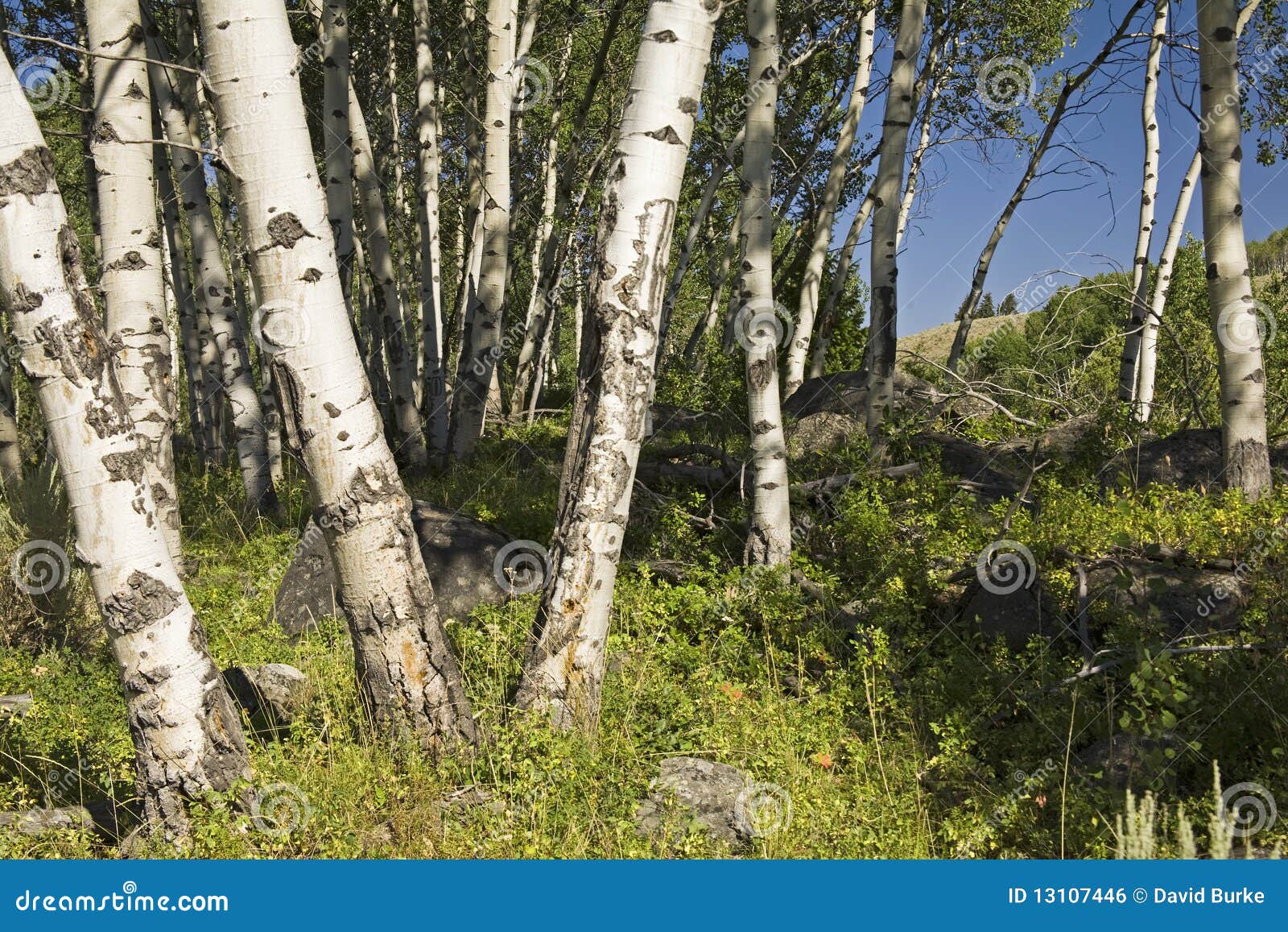 Aspen grove stock photo. Image of habitat, hiking, logs - 13107446