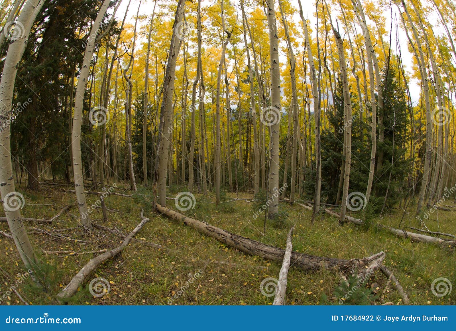 Aspen Grove stock photo. Image of leaf, outdoor, landscape - 17684922